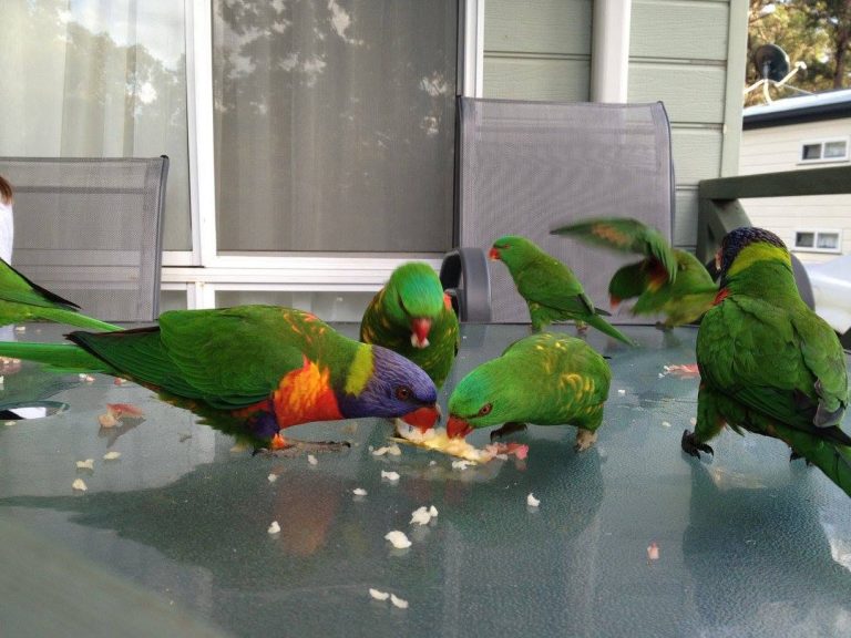 Annual Bird Show Takes Flight in Bathurst - Community News
